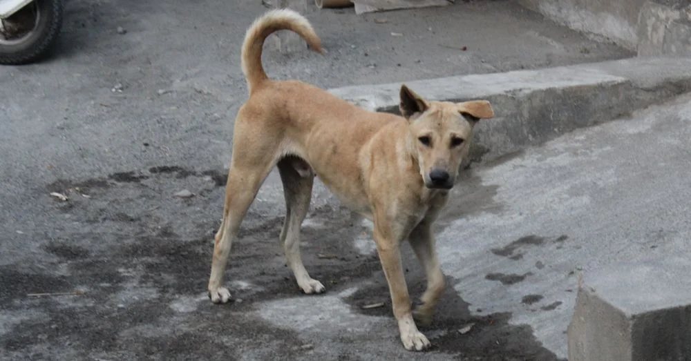 A Gallery of Bali Dogs | Taking on the World