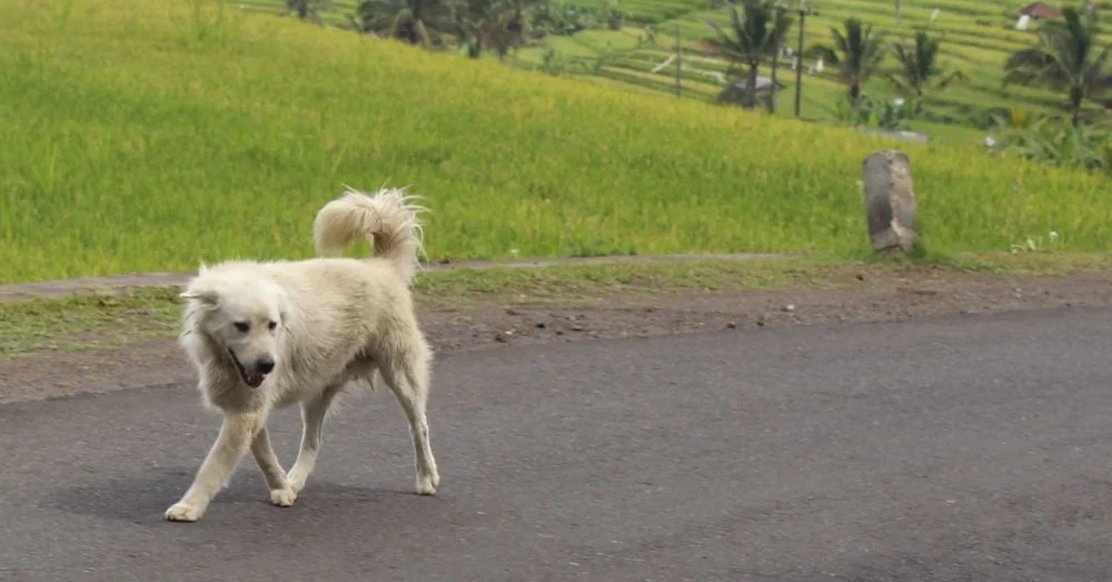 A Gallery of Bali Dogs | Taking on the World