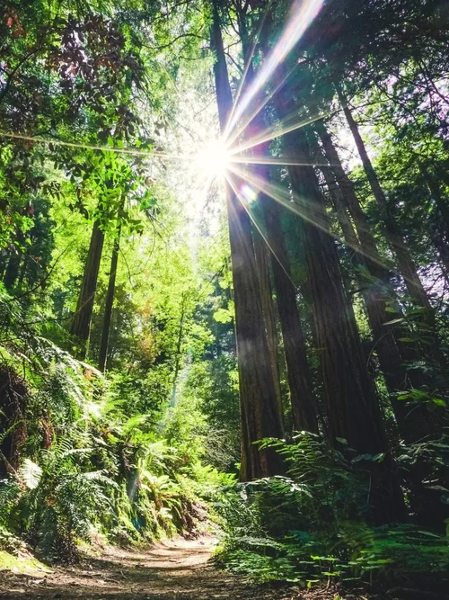 Adventure Recovery Clinical — ADVENTURE RECOVERY