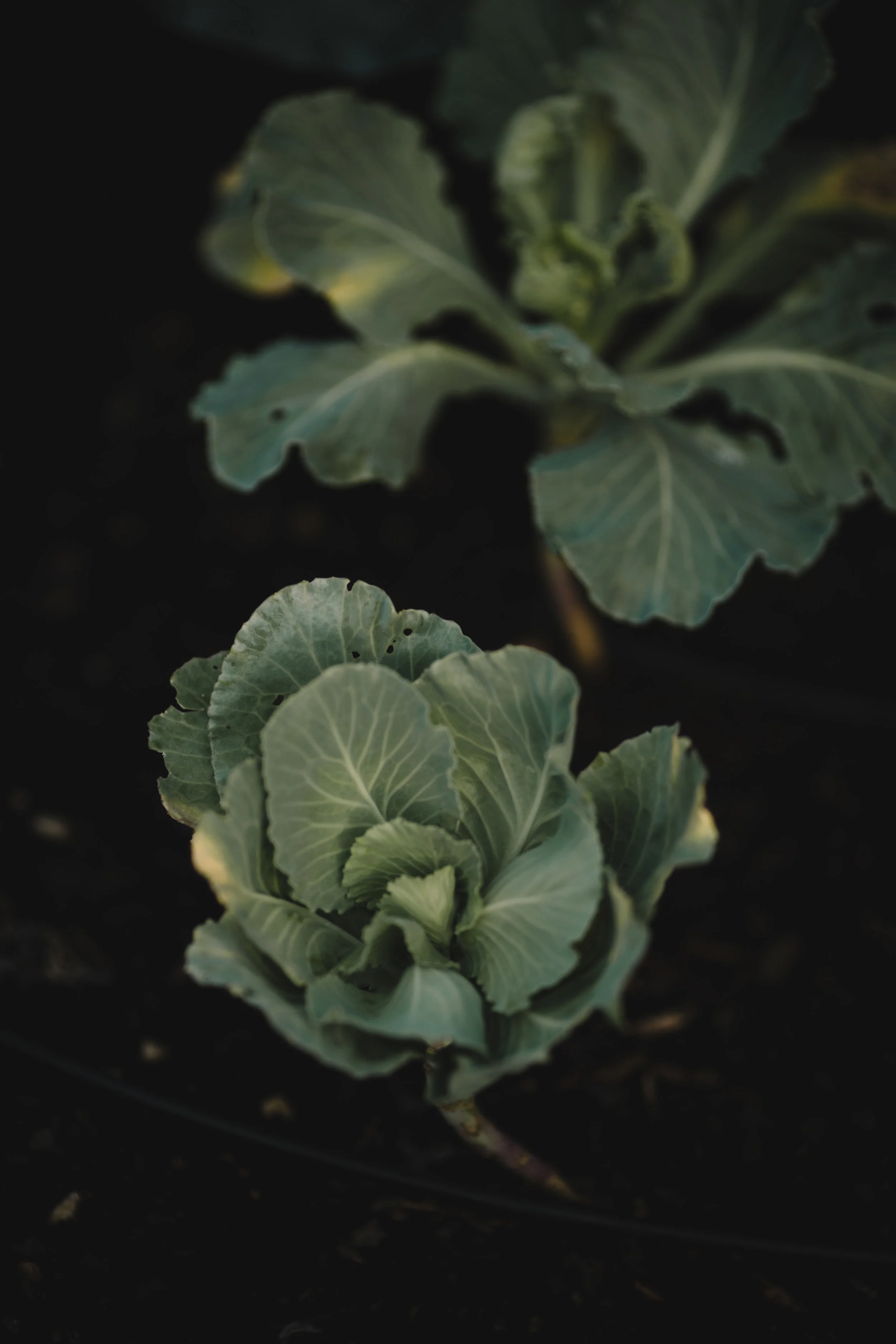 Color Block Dinner — Big Delicious Planet | Full-Service Catering ...