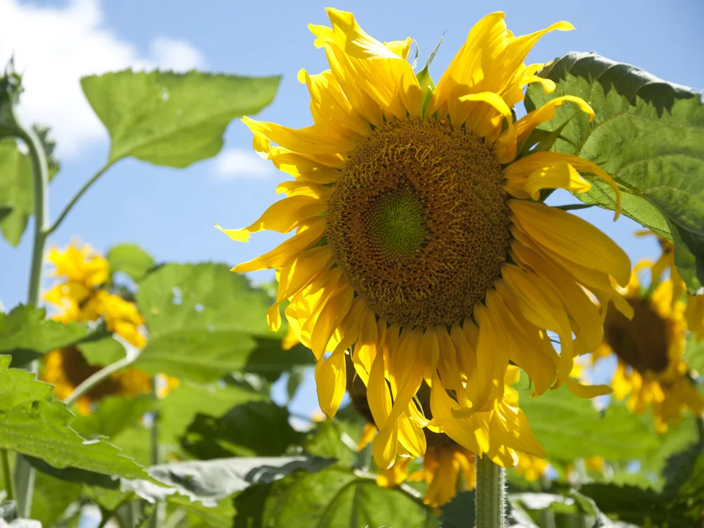 Alstede Farms Sunflower Maze (So Long Summer!) — Amy Chen