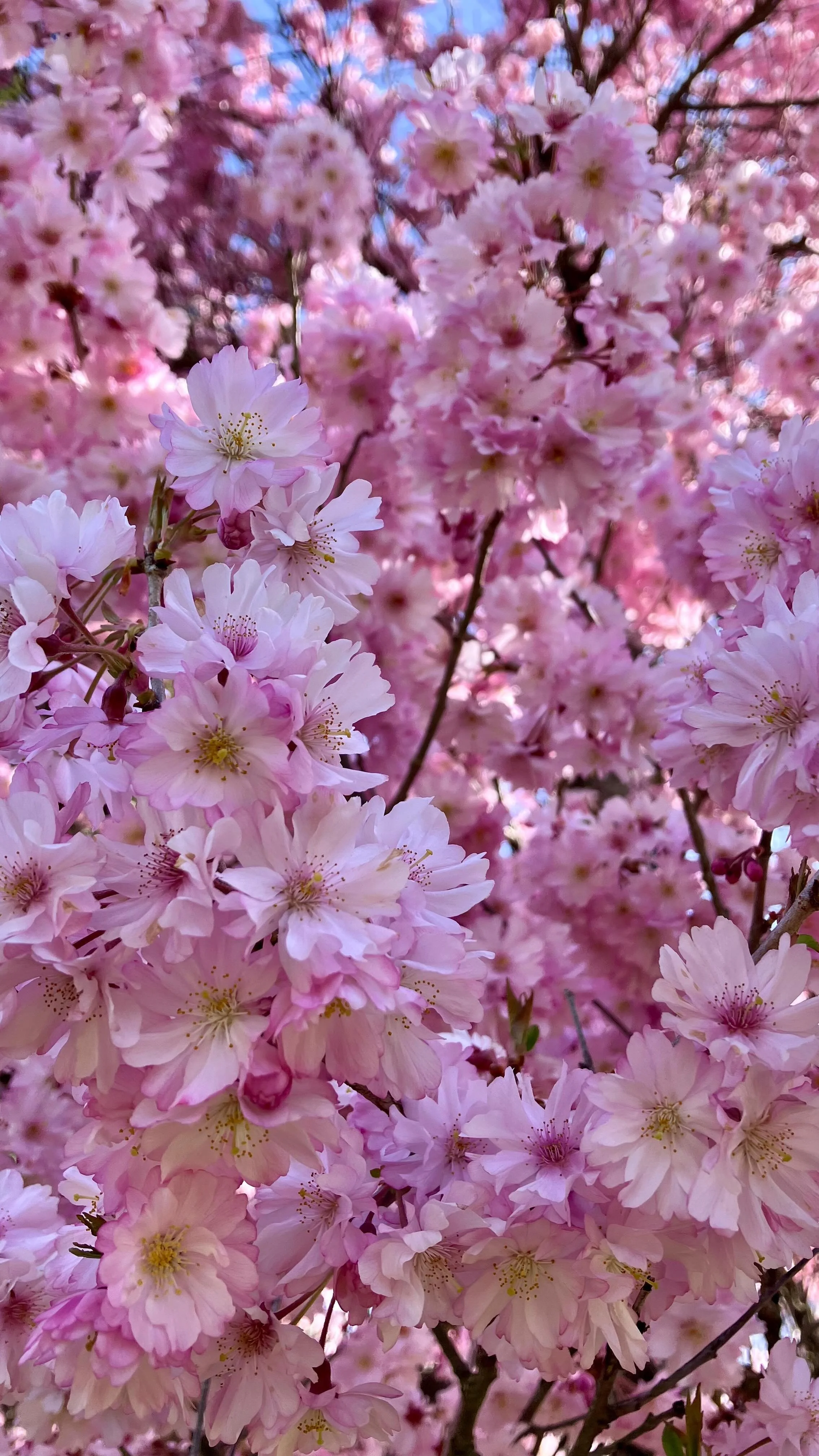 Best of 2015 / Happy 2016! — Amy Chen