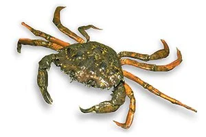Green Crab — Kennebunkport Conservation Trust