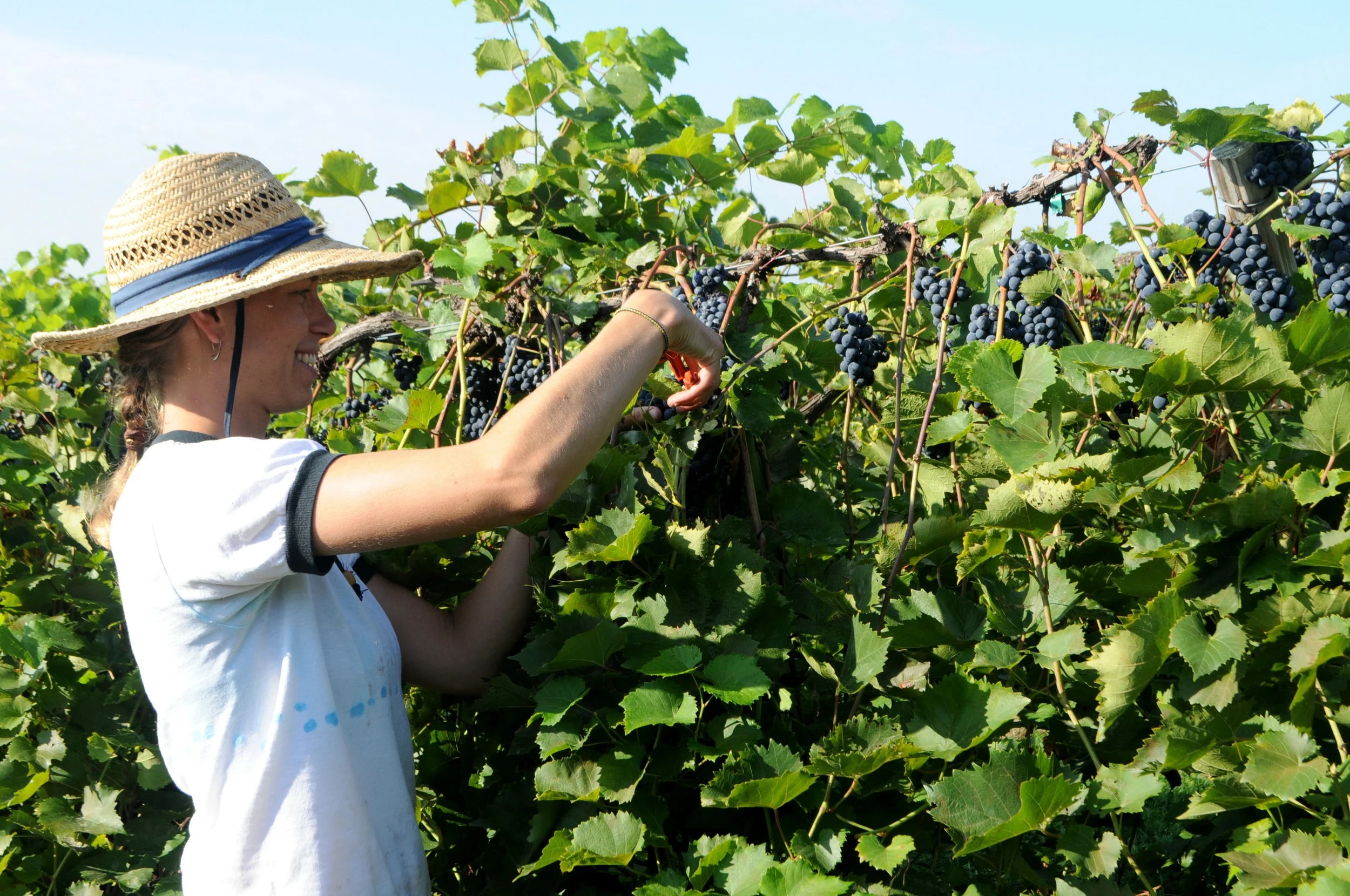 Vermont Grape & Wine Council