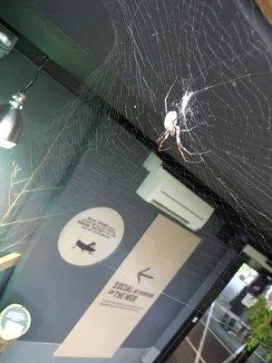 In With the Spiders @ London Zoo — London Display Graphics
