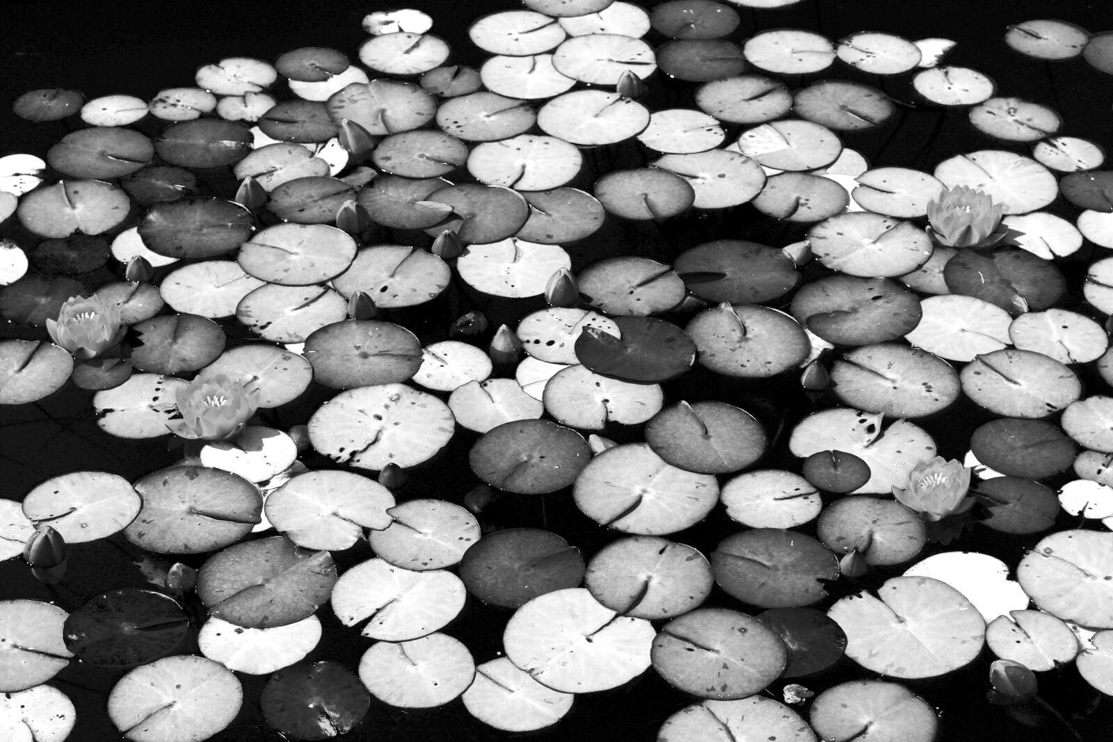 Christine Binder-Ruff - Die Mustersprache der Natur — Galerie LIK