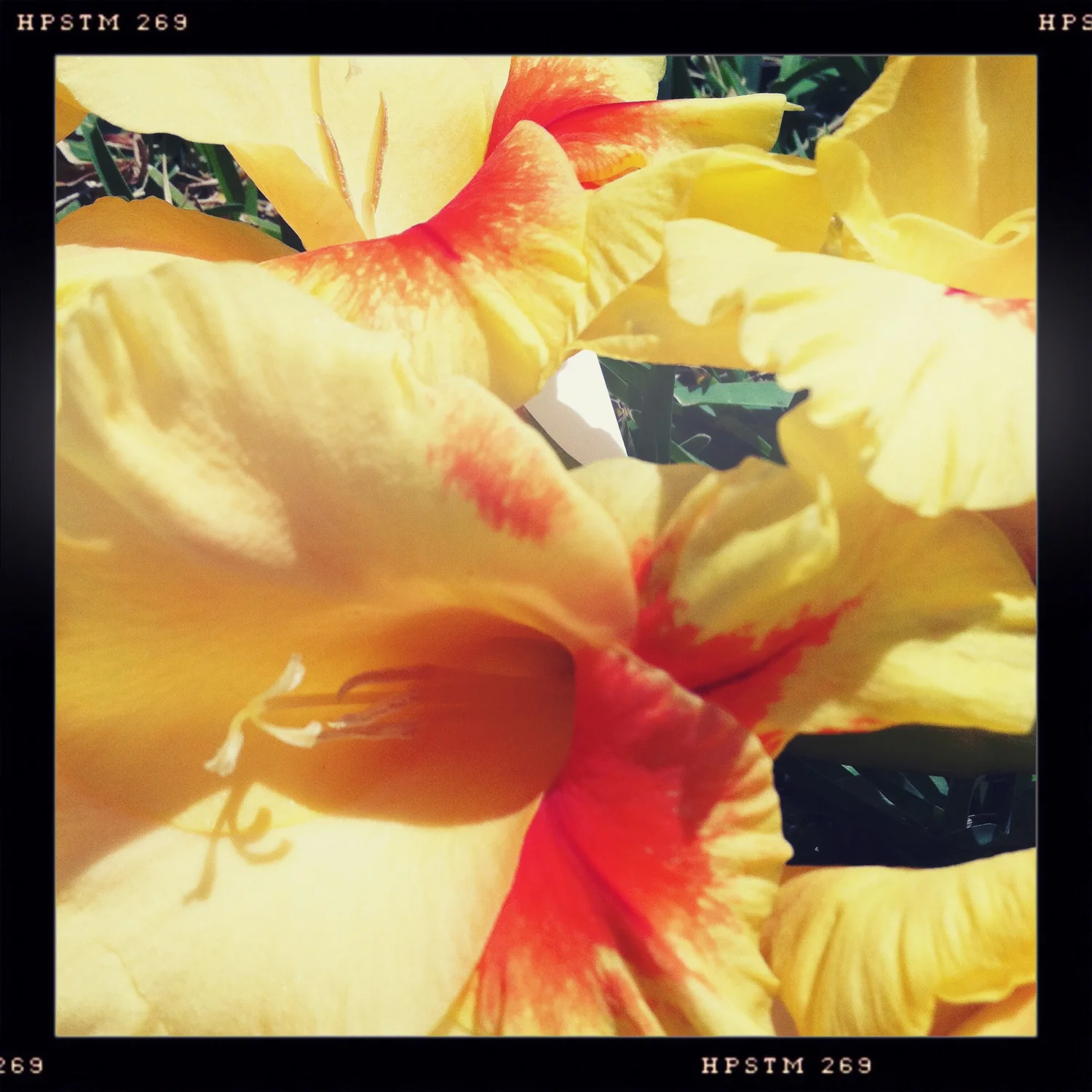 Paint Flowers Like Georgia O'Keeffe — Art History Kids