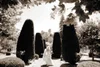 Beaulieu Gardens Napa Valley - Alison and Andrew! — Julie Mikos ...