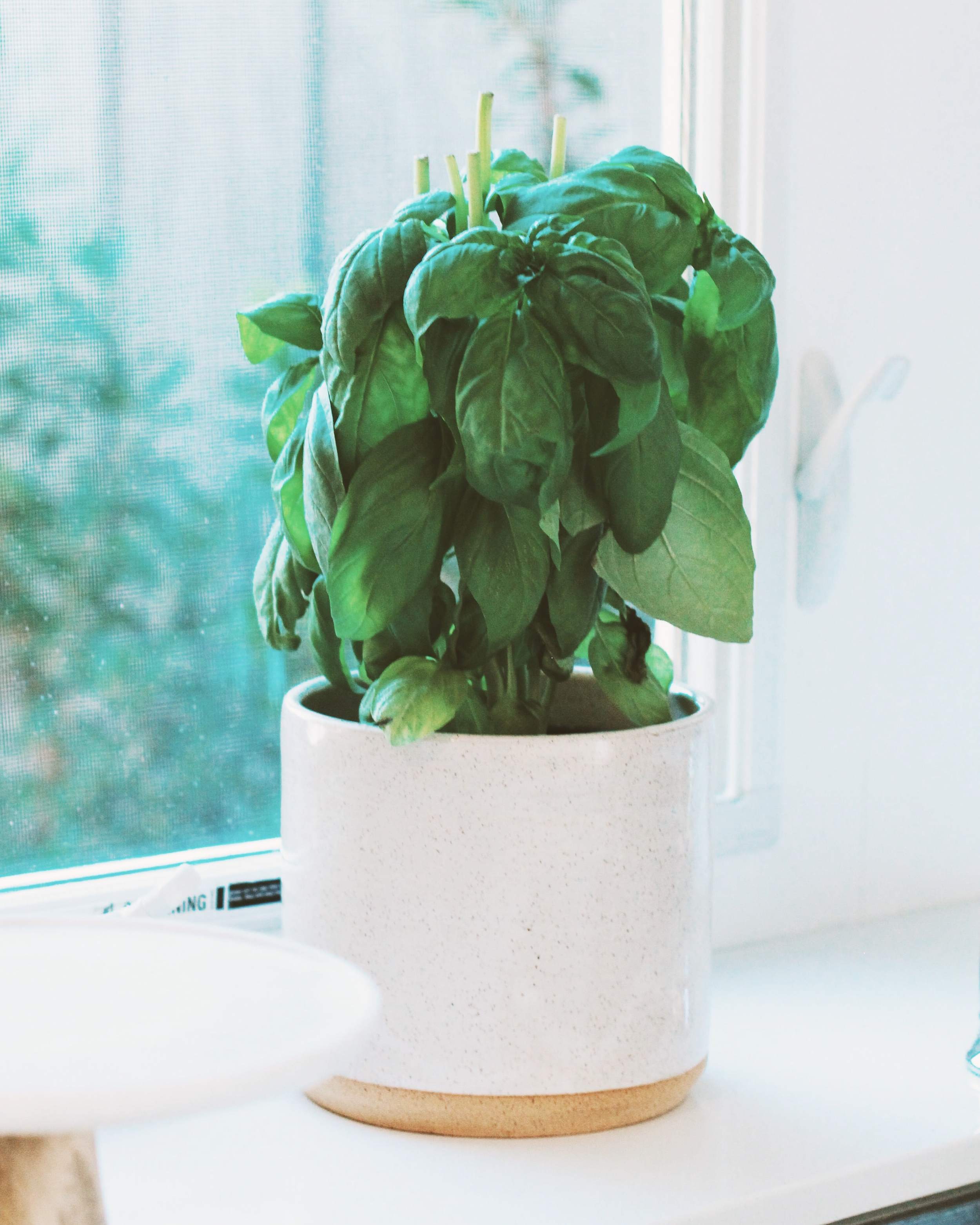 6 Health Benefits of Basil