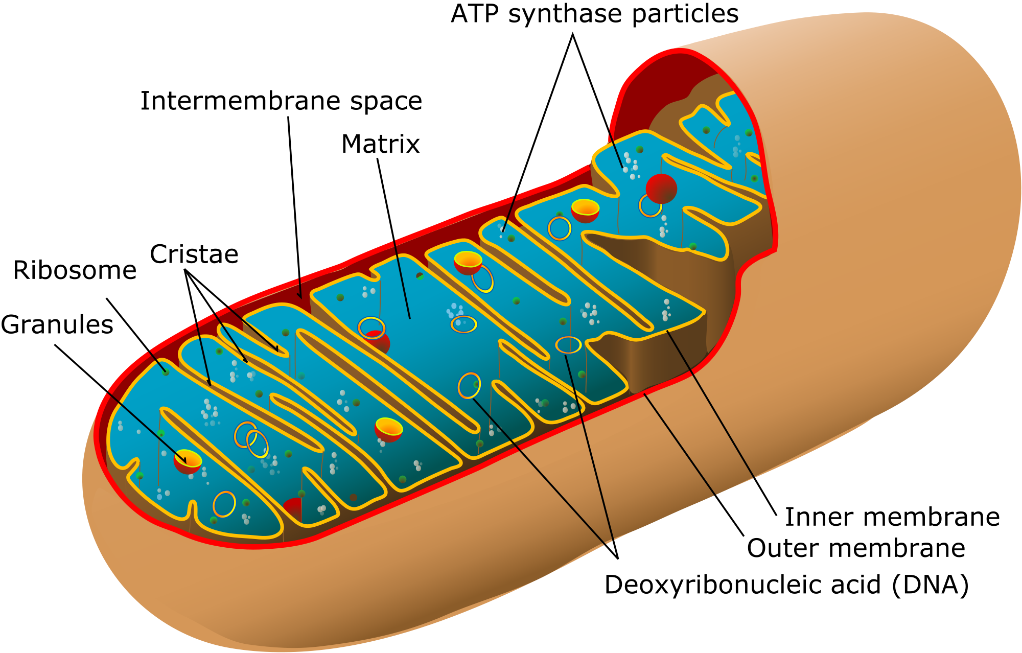 Mighty Mitochondria Your Body s Power Plant JHCYCLING ORG