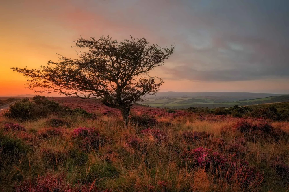 Meandering on the Moors — Verity E. Milligan Photography | Commercial ...