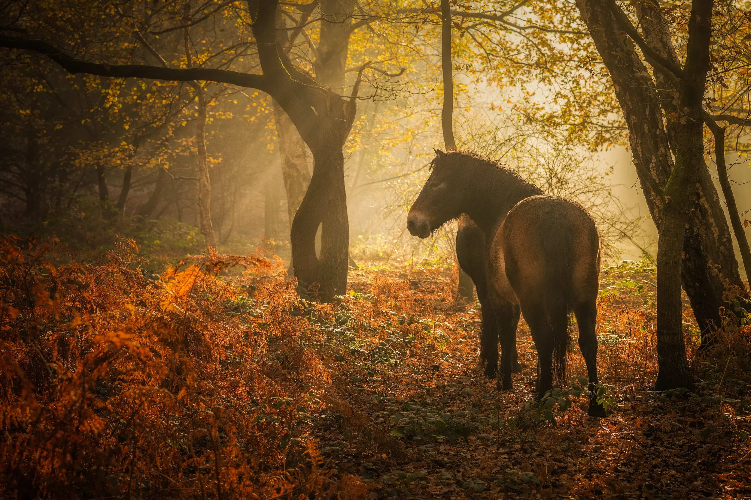 Limited Editions photography prints of Lake District, Birmingham by ...