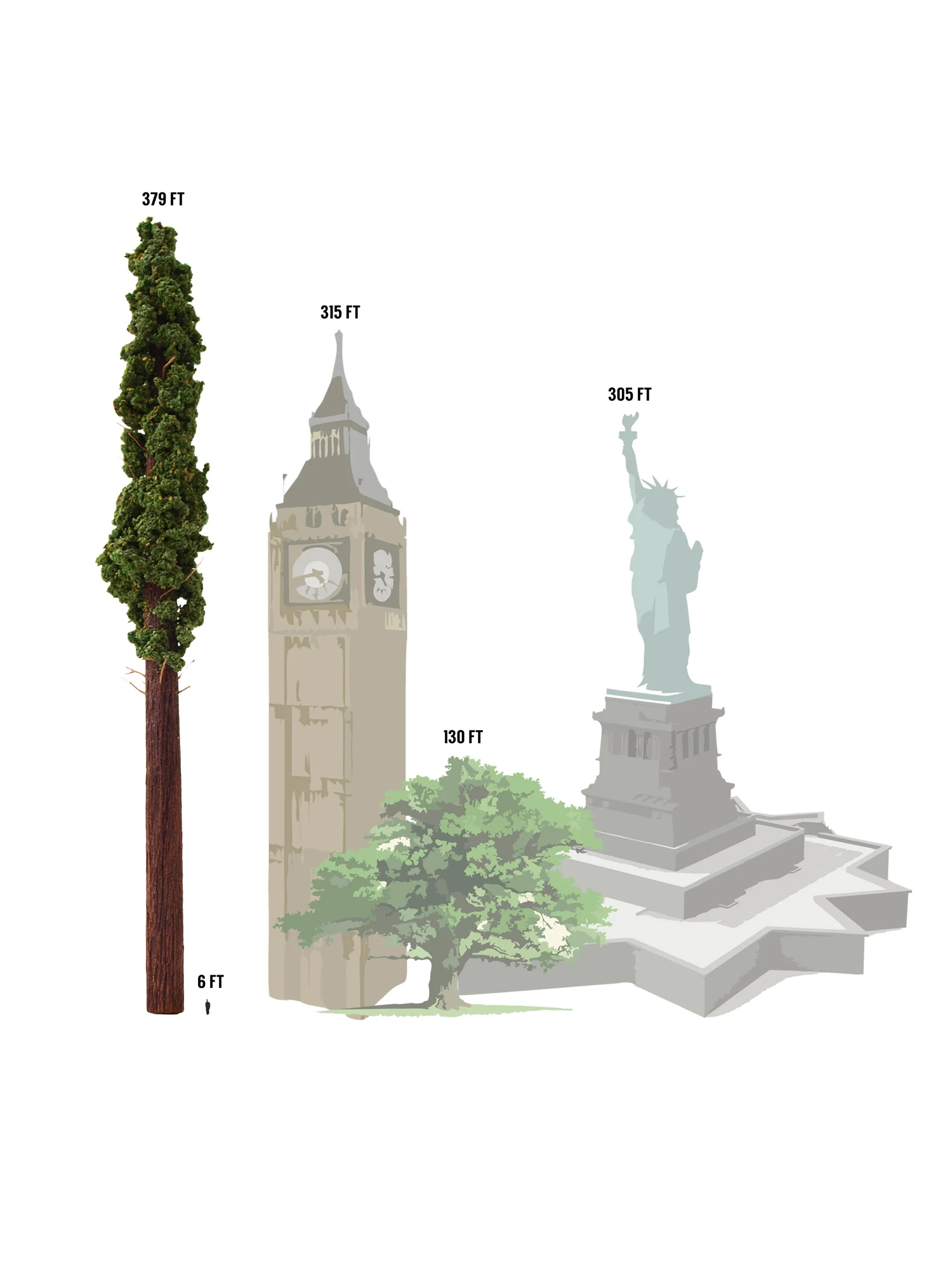 Hyperion Tree — Clive Roddy