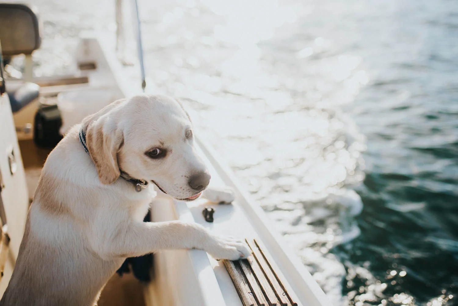 Roger — CAIT BOURGAULT PHOTOGRAPHY
