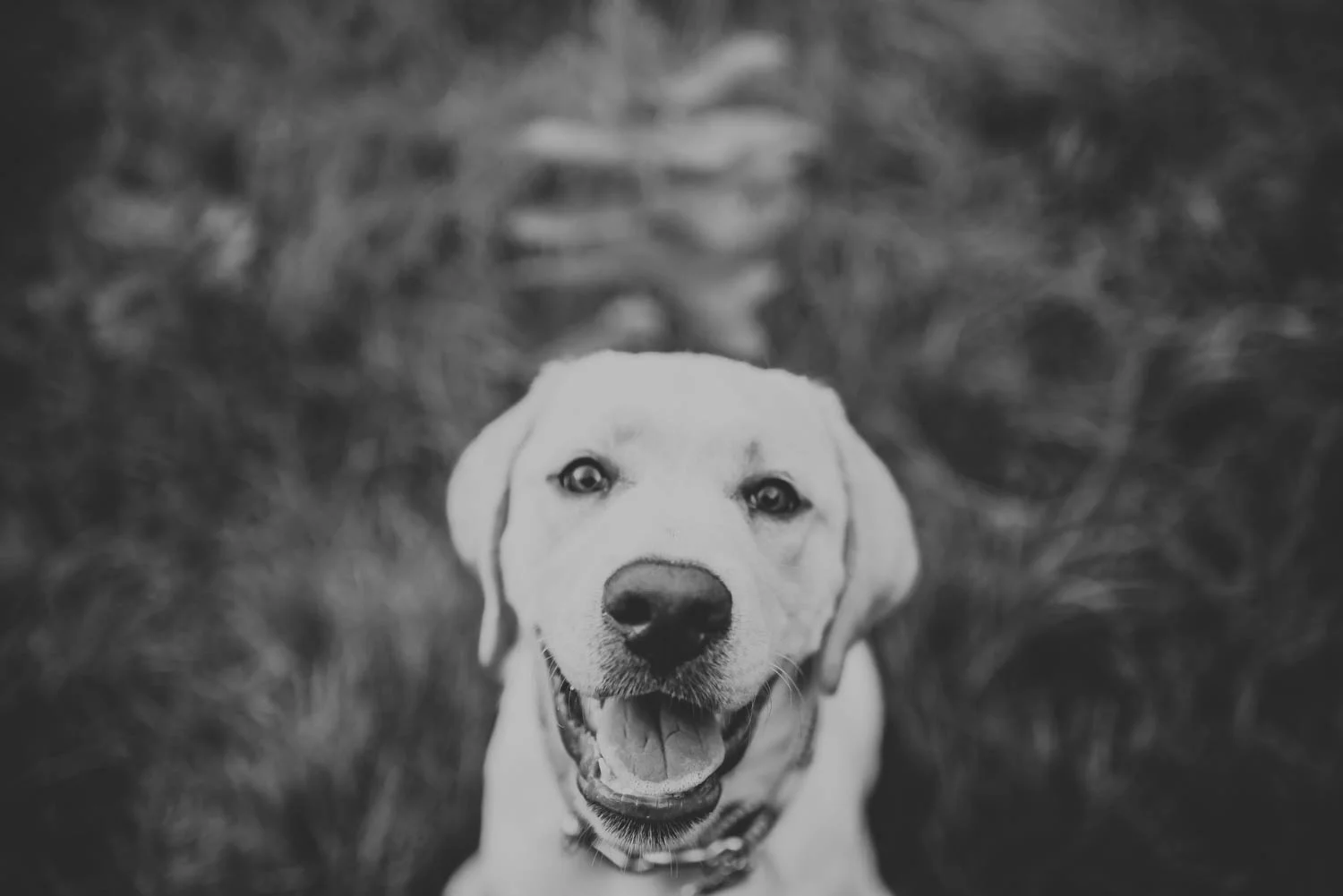 Roger — CAIT BOURGAULT PHOTOGRAPHY