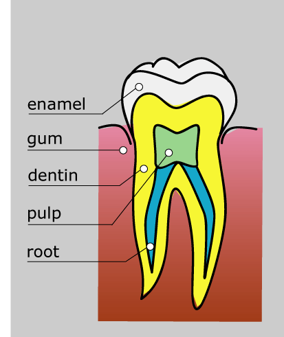 Root Canals