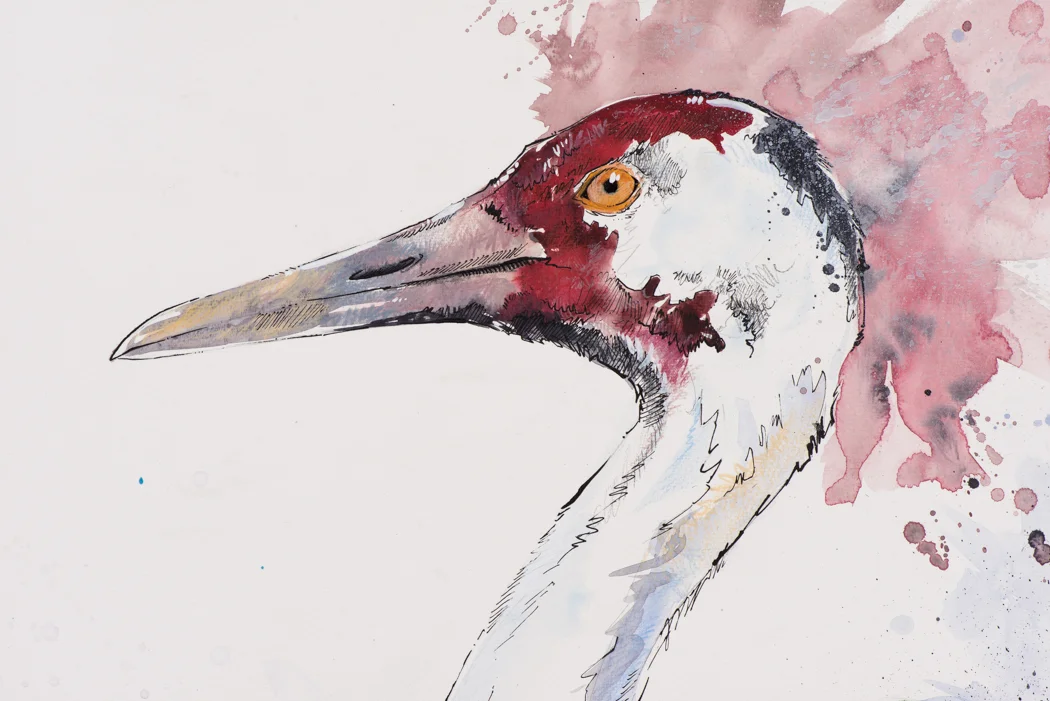 Whooping Crane Drawing