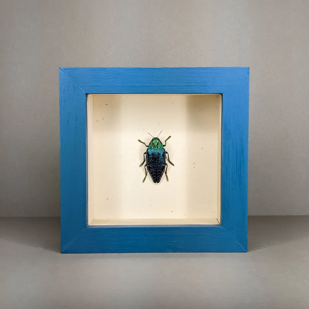 Blue Jewel Beetle