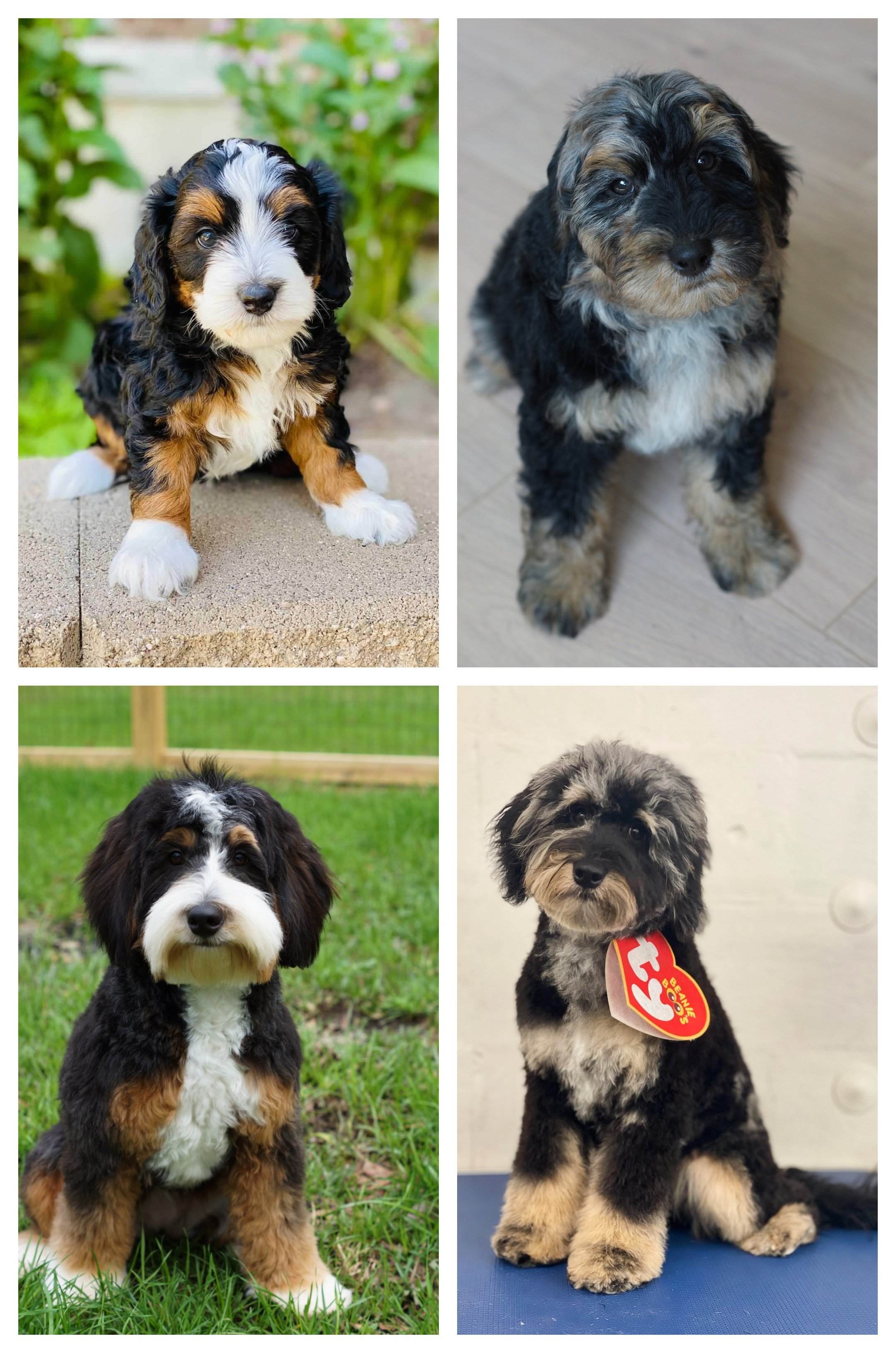 Upcoming Puppies — Steel City Puppies
