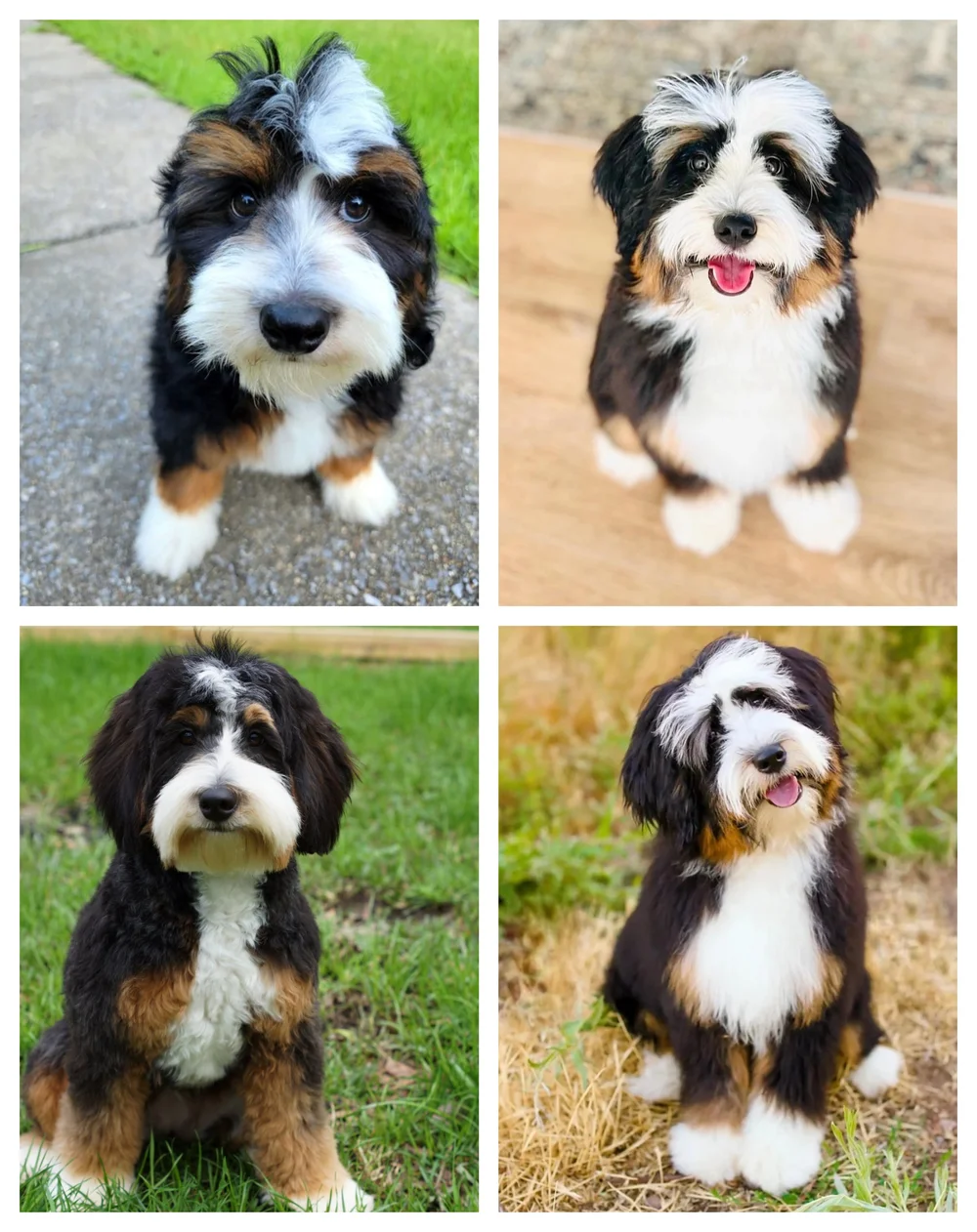 Upcoming Puppies — Steel City Puppies