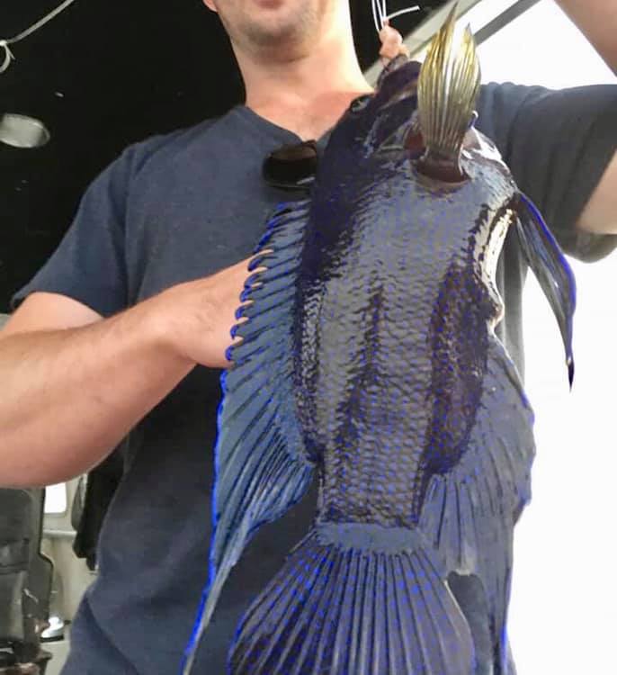 Fishing Charters Melbourne, Port Phillip Bay, Port Fairy & Western Port Bay