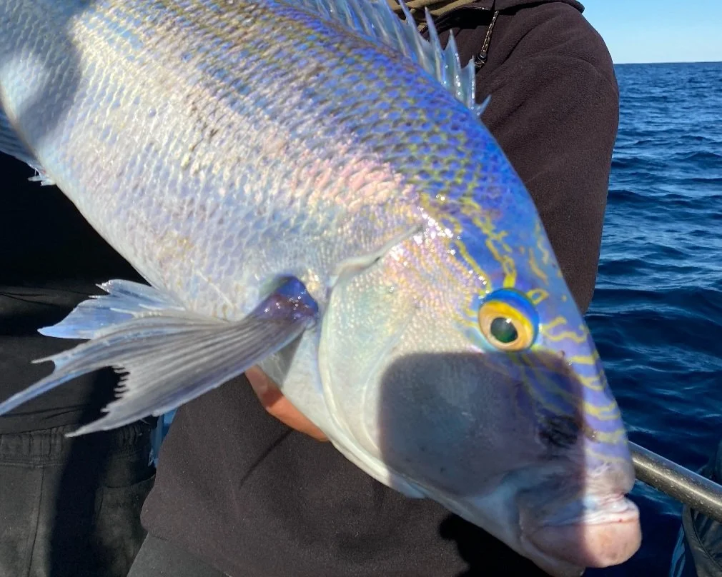 Reef