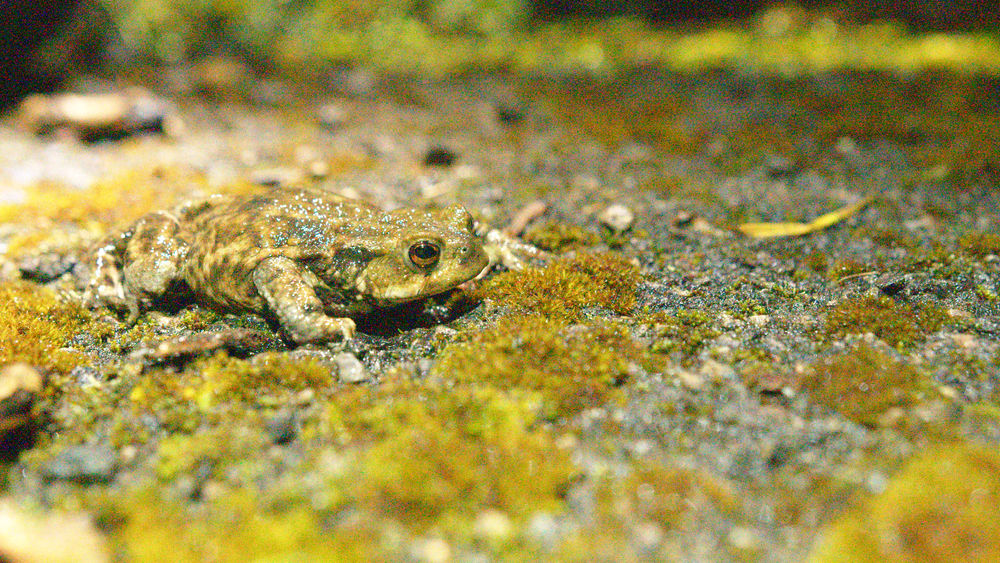 Doc Toad Patrol — Sketch Films