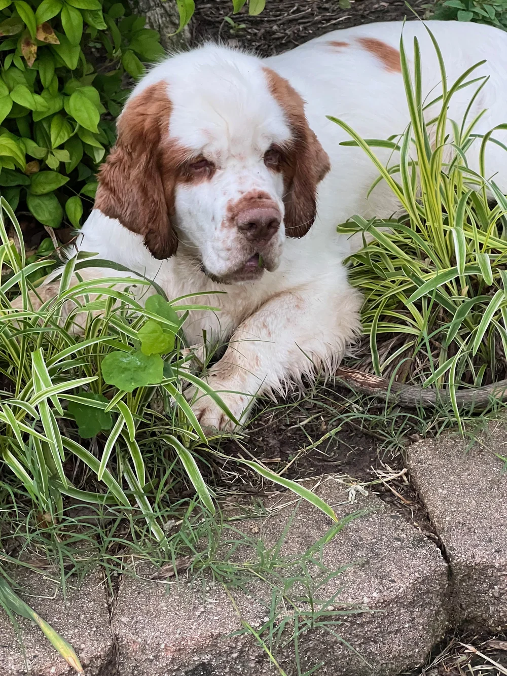 TYCA'S CLUMBER SPANIELS