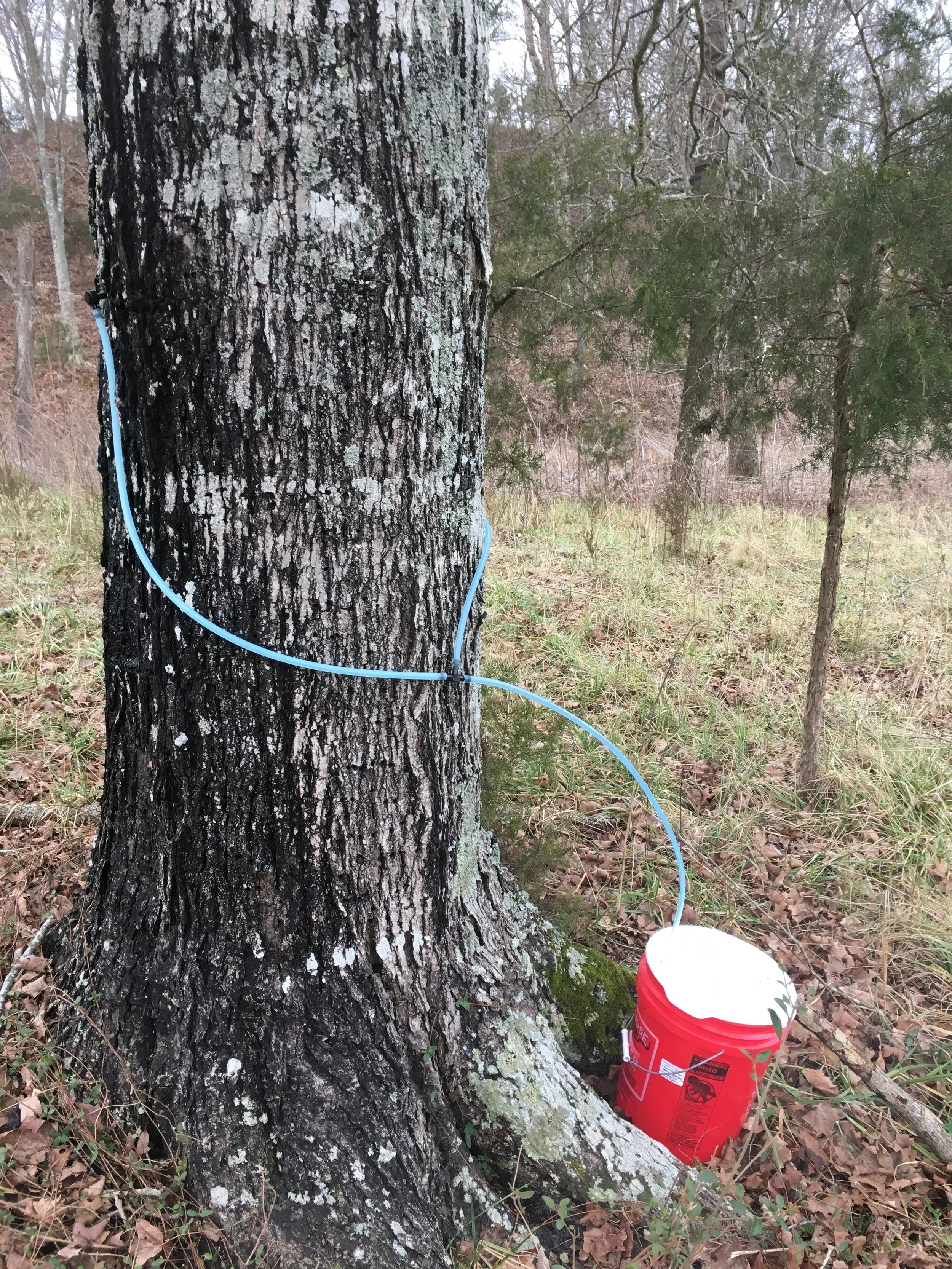 Clint Smith, East Tennessee Maple Syrup Maker — TennesseeFarmTable.com