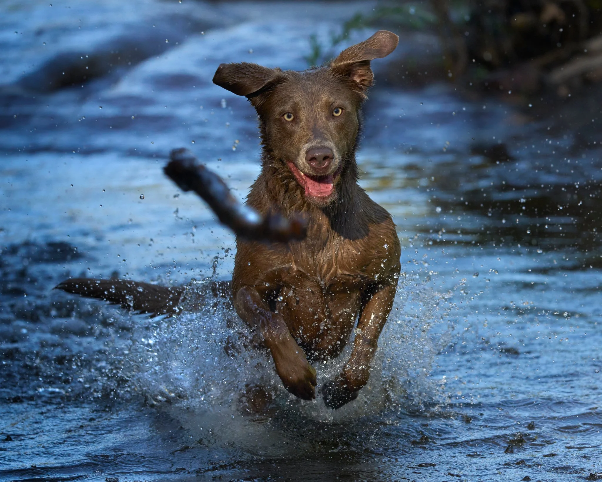 Kirk Daugherty — Gold Country Artists Gallery