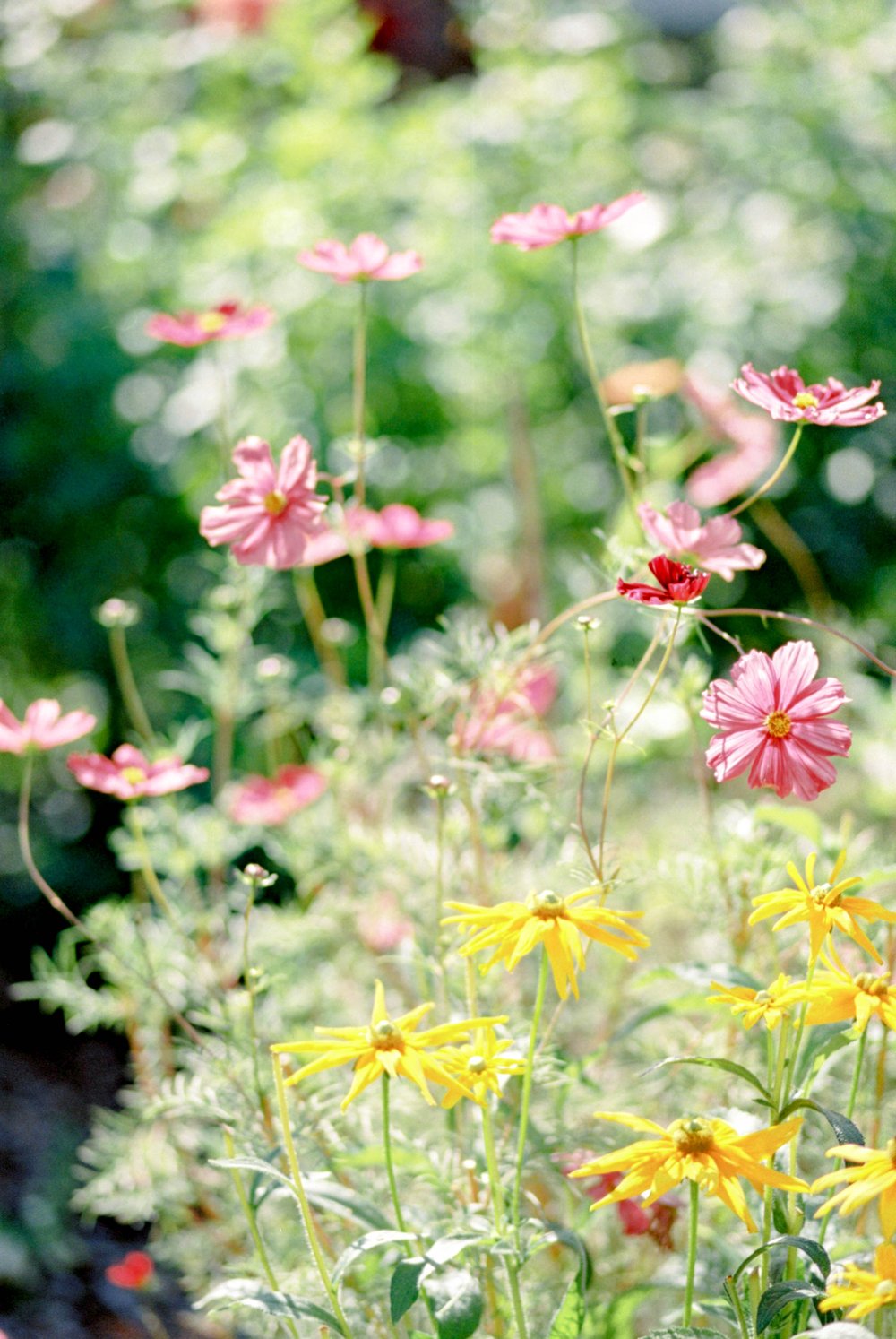 Tips on How to Plant a Cutting Garden — B.E
