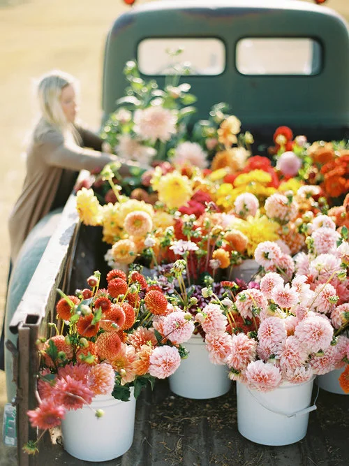 Take A Tour Of Whistling Prairie Flowers — B.E
