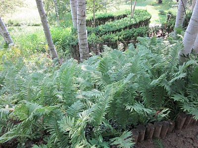 NAUMKEAG CONTINUED — Todd Haiman Landscape Design