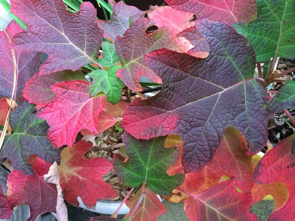 5 BEST SHRUBS FOR FALL COLOR — Todd Haiman Landscape Design