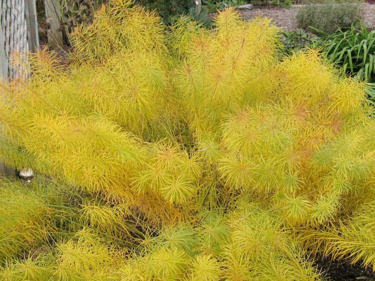 5 BEST SHRUBS FOR FALL COLOR — Todd Haiman Landscape Design