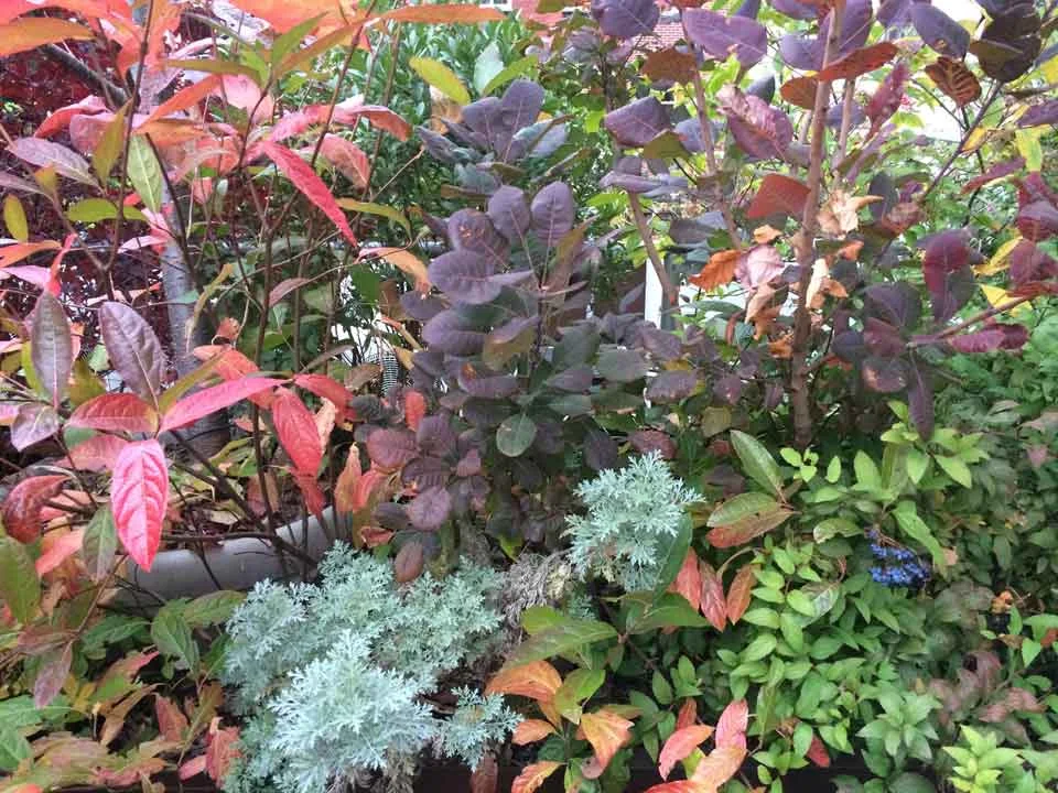 5 BEST SHRUBS FOR FALL COLOR — Todd Haiman Landscape Design