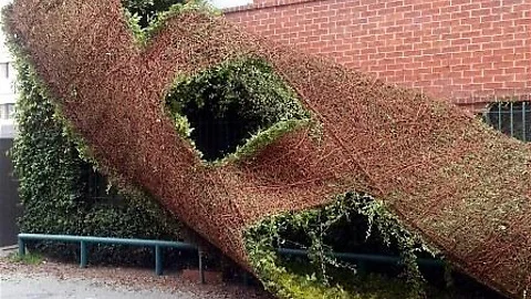 IS IVY ON A BUILDING DESTRUCTIVE? — Todd Haiman Landscape Design