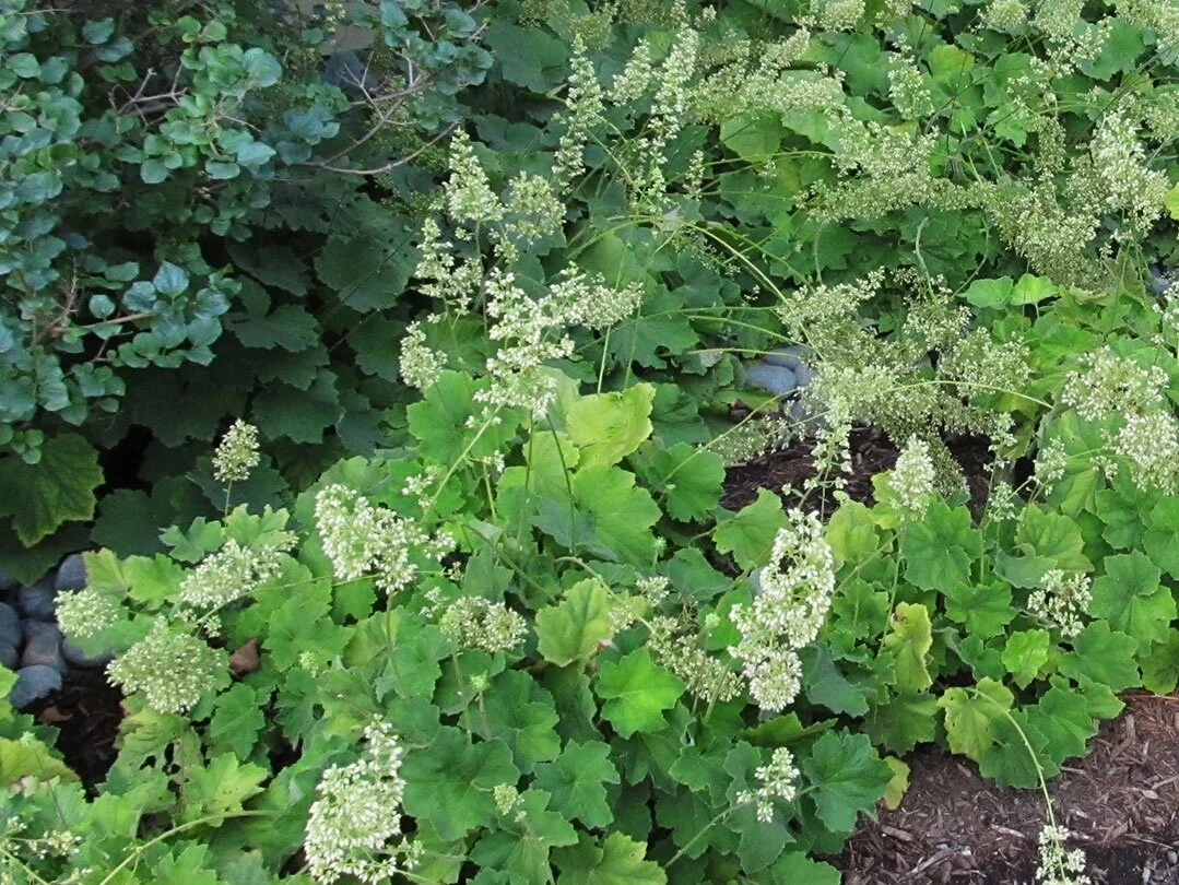 Choosing Plants For Shade Gardening — Todd Haiman Landscape Design