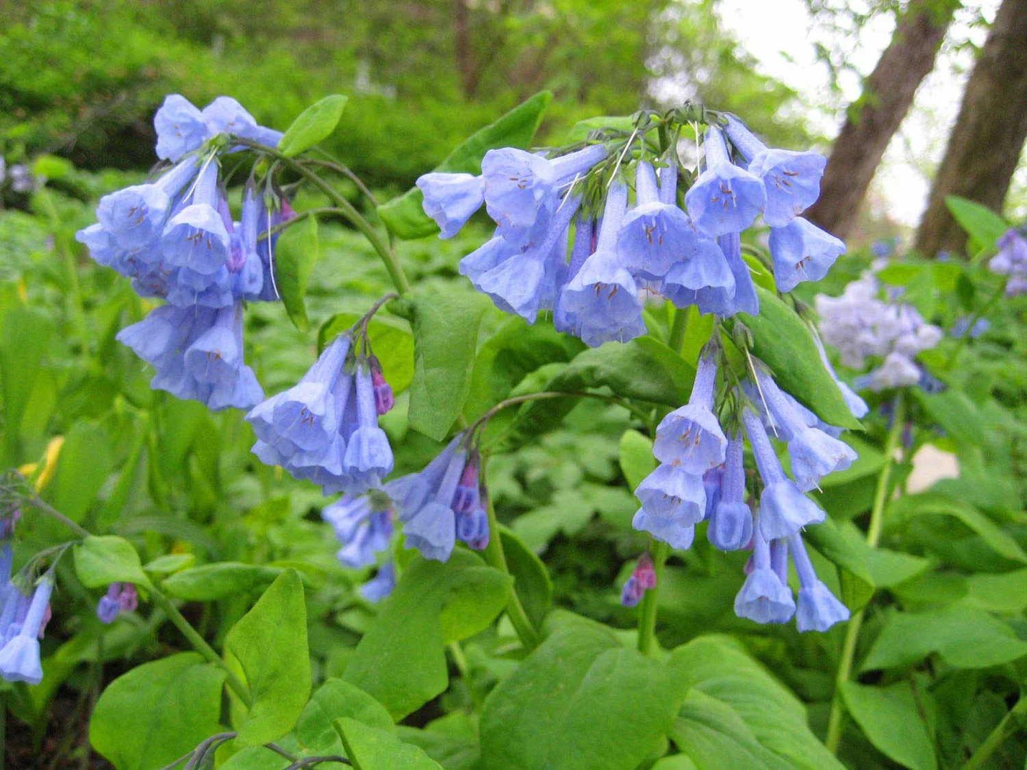 WHAT IS A SPRING EPHEMERAL? — Todd Haiman Landscape Design