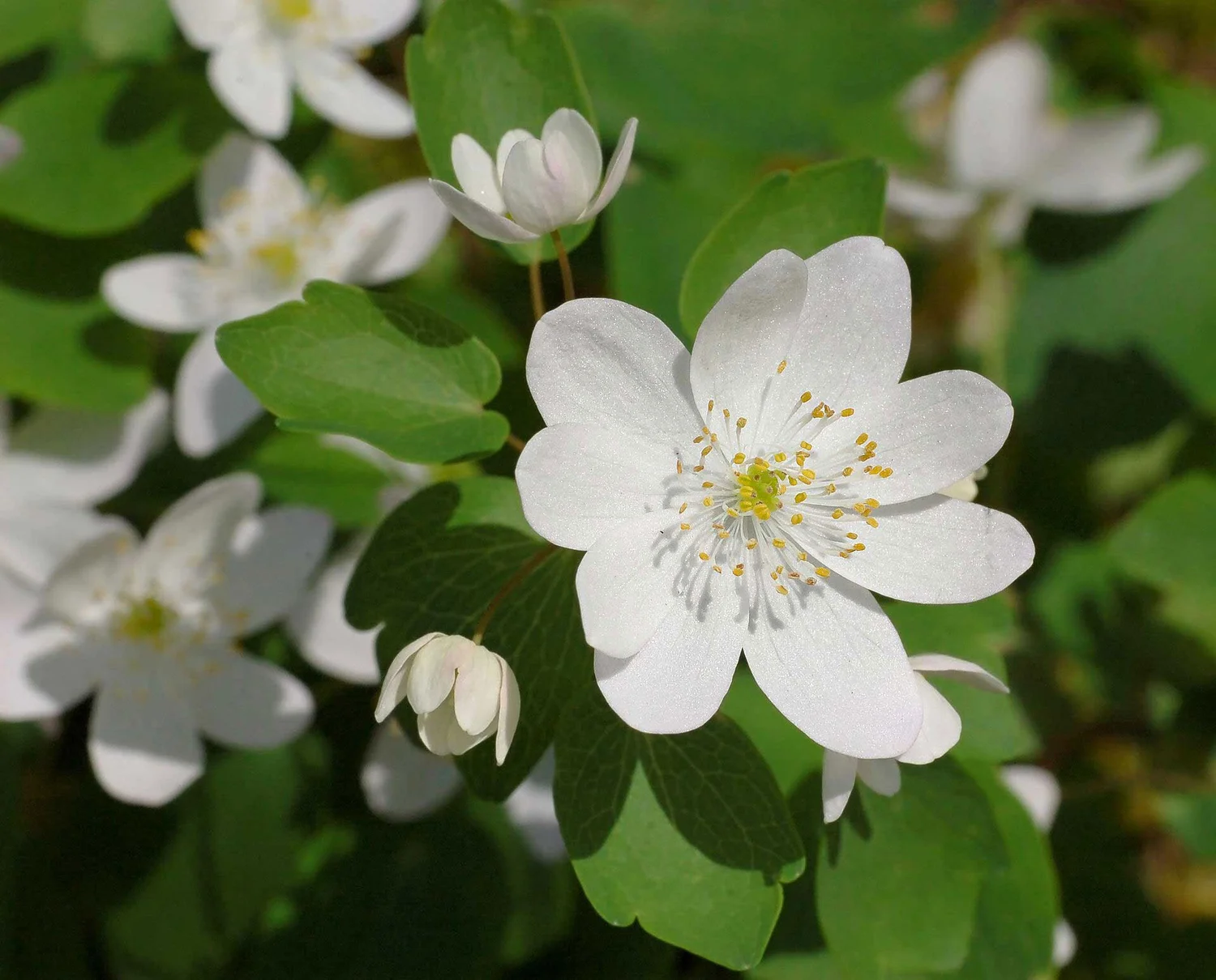 WHAT IS A SPRING EPHEMERAL? — Todd Haiman Landscape Design
