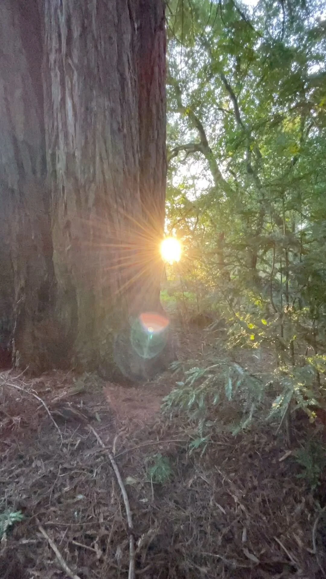 10 TIPS FOR BROWNSTONE GARDEN DESIGN — Todd Haiman Landscape Design