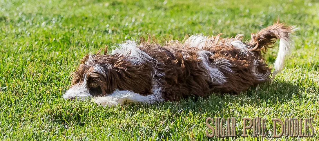 Australian Labradoodle Puppy Training and Care Tips | Sugar Pine Doodles
