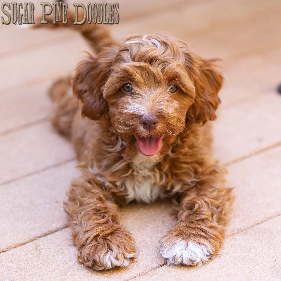Sugar Pine Doodles - Labradoodle Puppies in Northern California