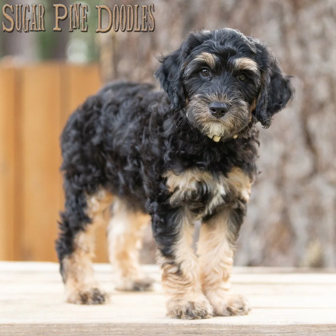 Sugar Pine Doodles - Labradoodle Puppies in Northern California