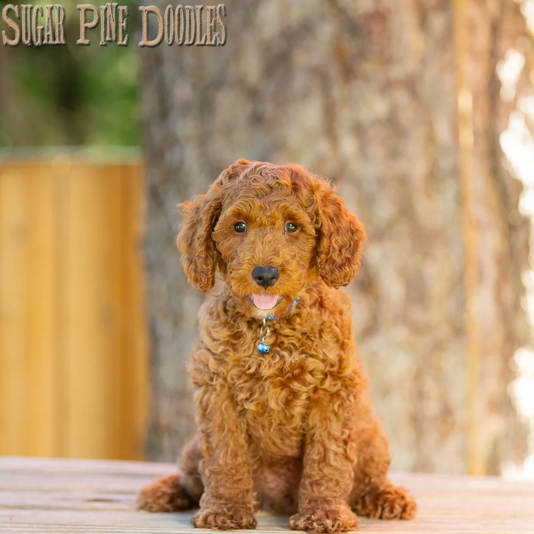 Red Labradoodle Full Grown