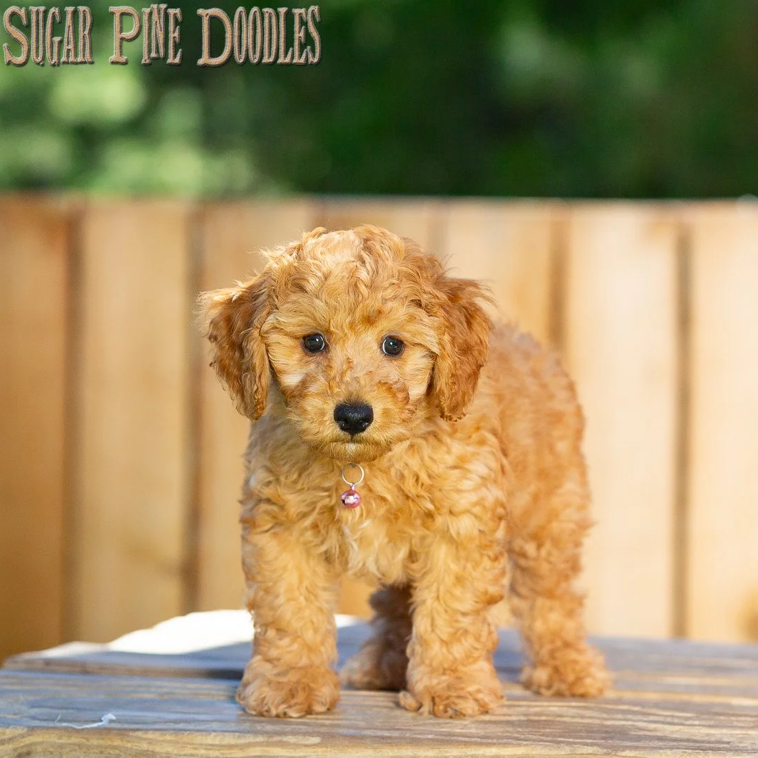 Available Labradoodle Puppies | Sugar Pine Doodles