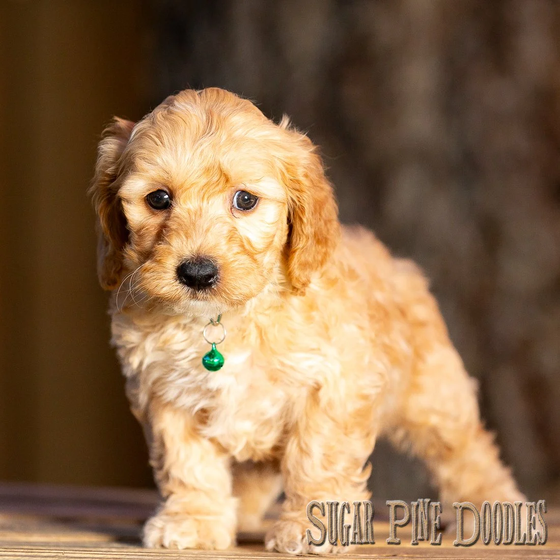 Forever Puppy Full Grown