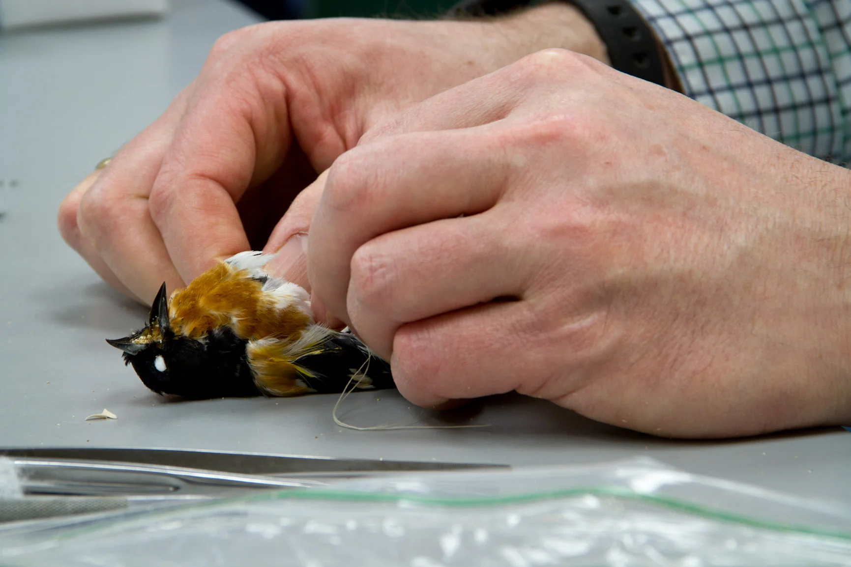 Collecting to Conserve — Tara Champion