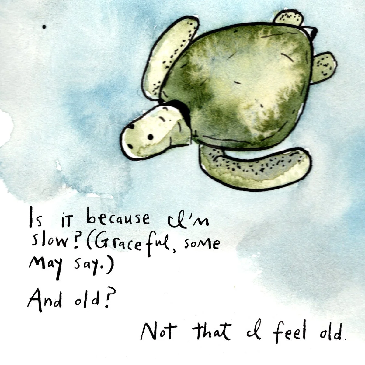 O Turtle — Dana Jeri Maier