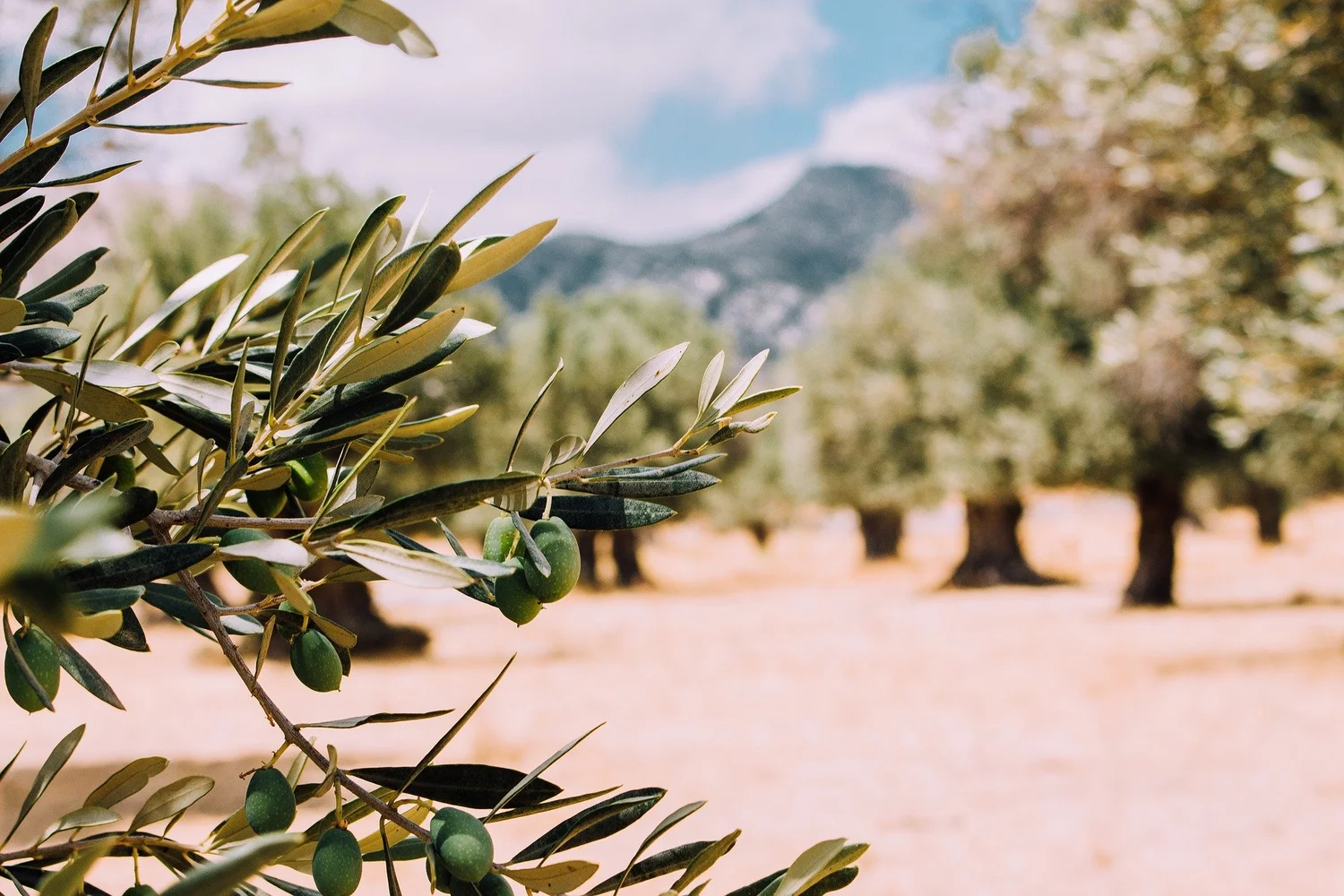 HOORAY FOR WORLD OLIVE TREE DAY! — Kardamas